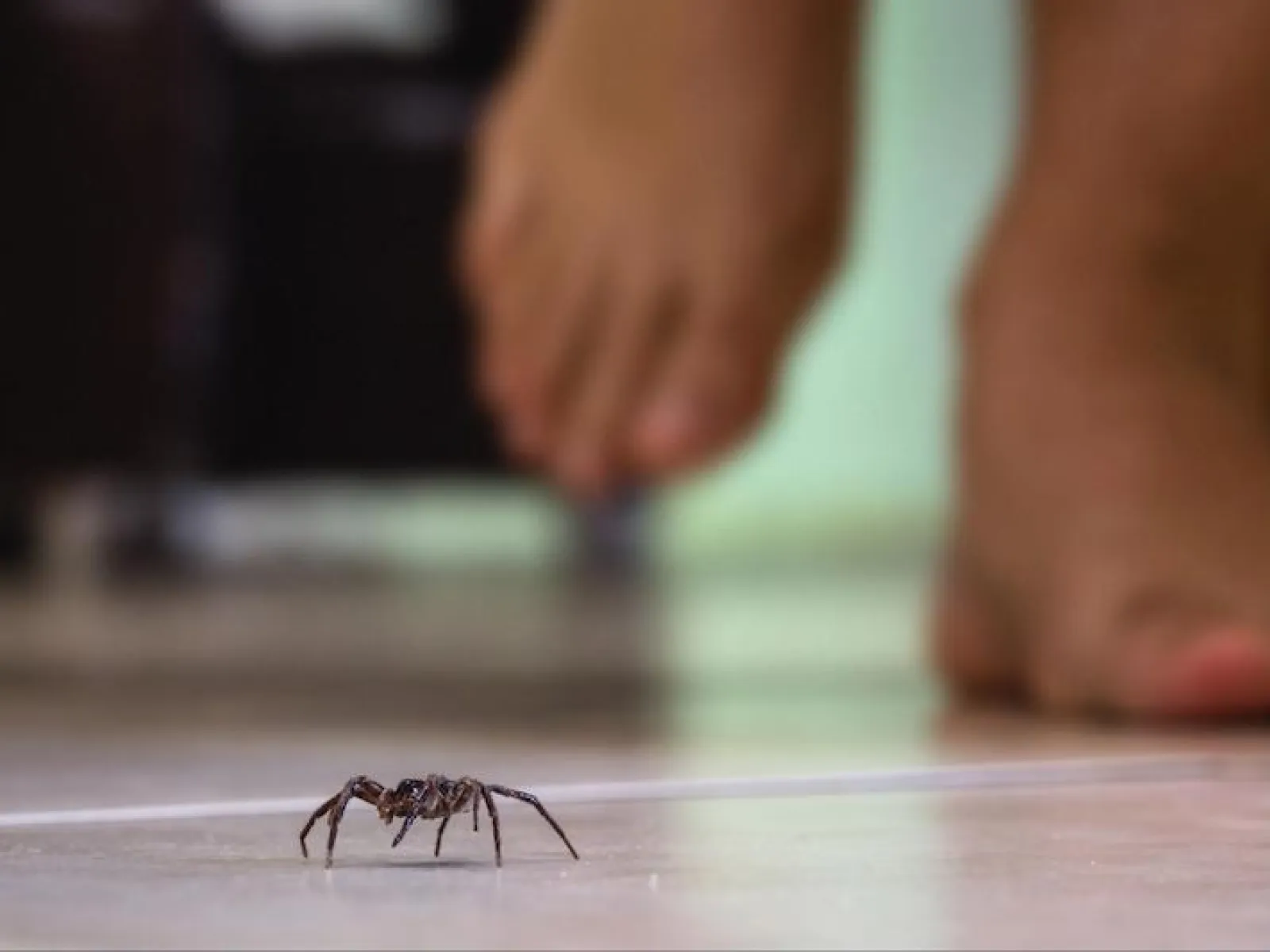 How to Identify and Treat Spider Bites | Palmetto Exterminators