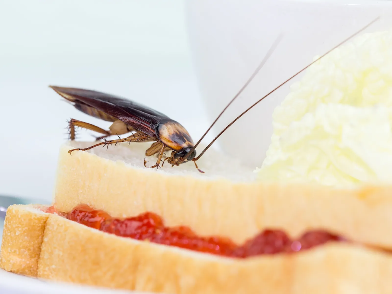 Most Common Pantry Pests | Palmetto Exterminators