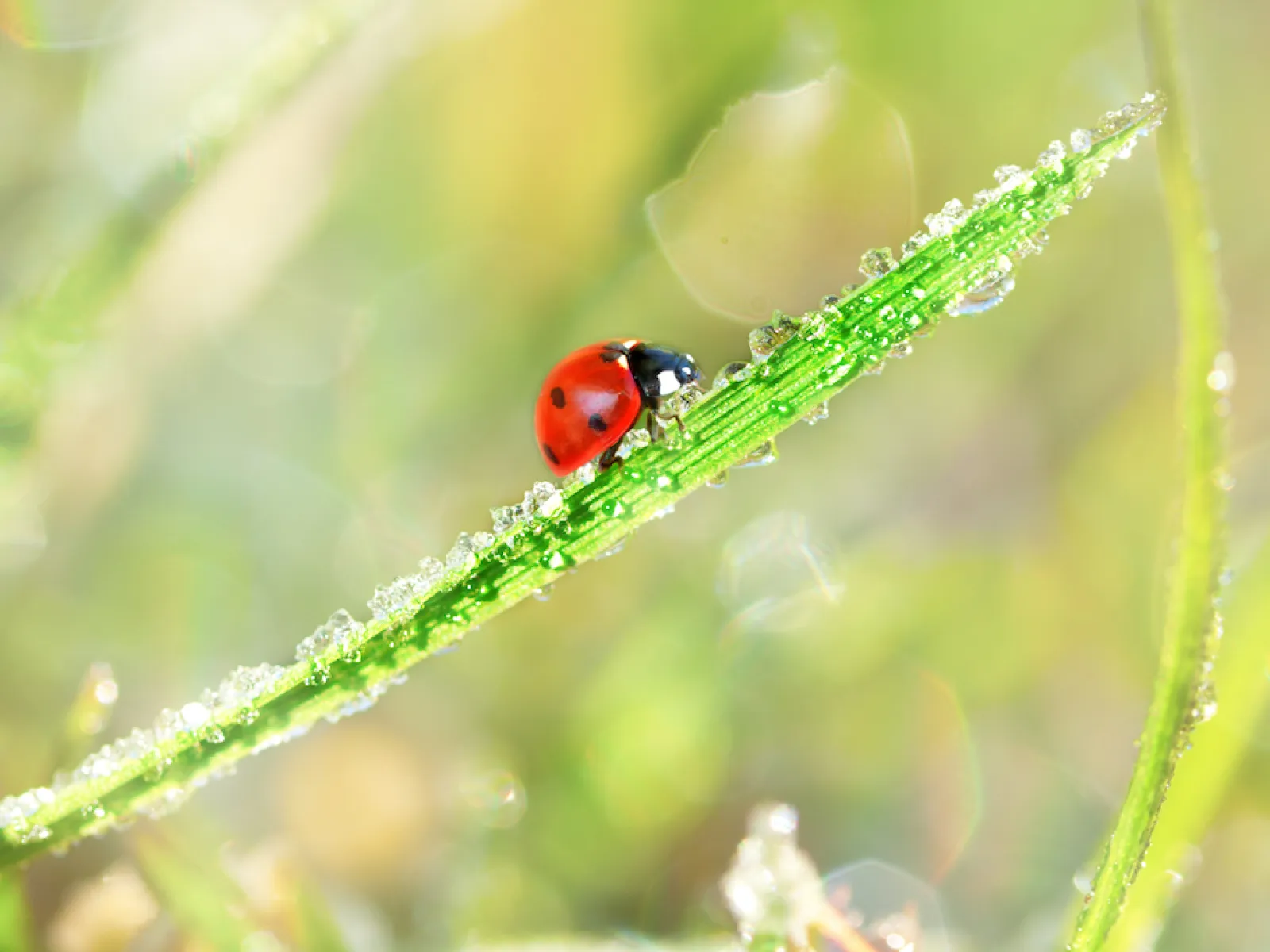 5 Kinds of Bugs That Stick Around in the Winter | Palmetto Exterminators