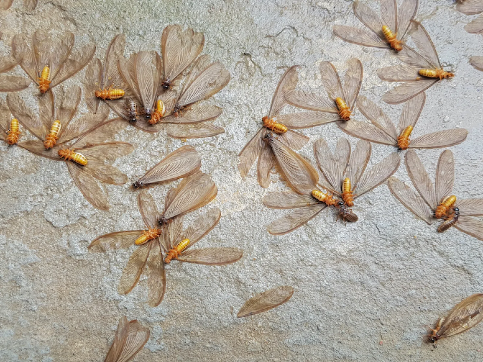 What Do You Do If You See Termite Swarmers? | Palmetto Exterminators