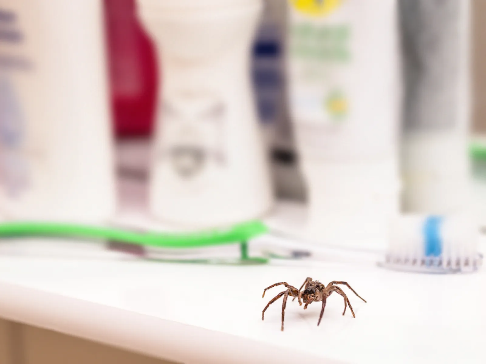 5 Types of Household Spiders | Palmetto Exterminators