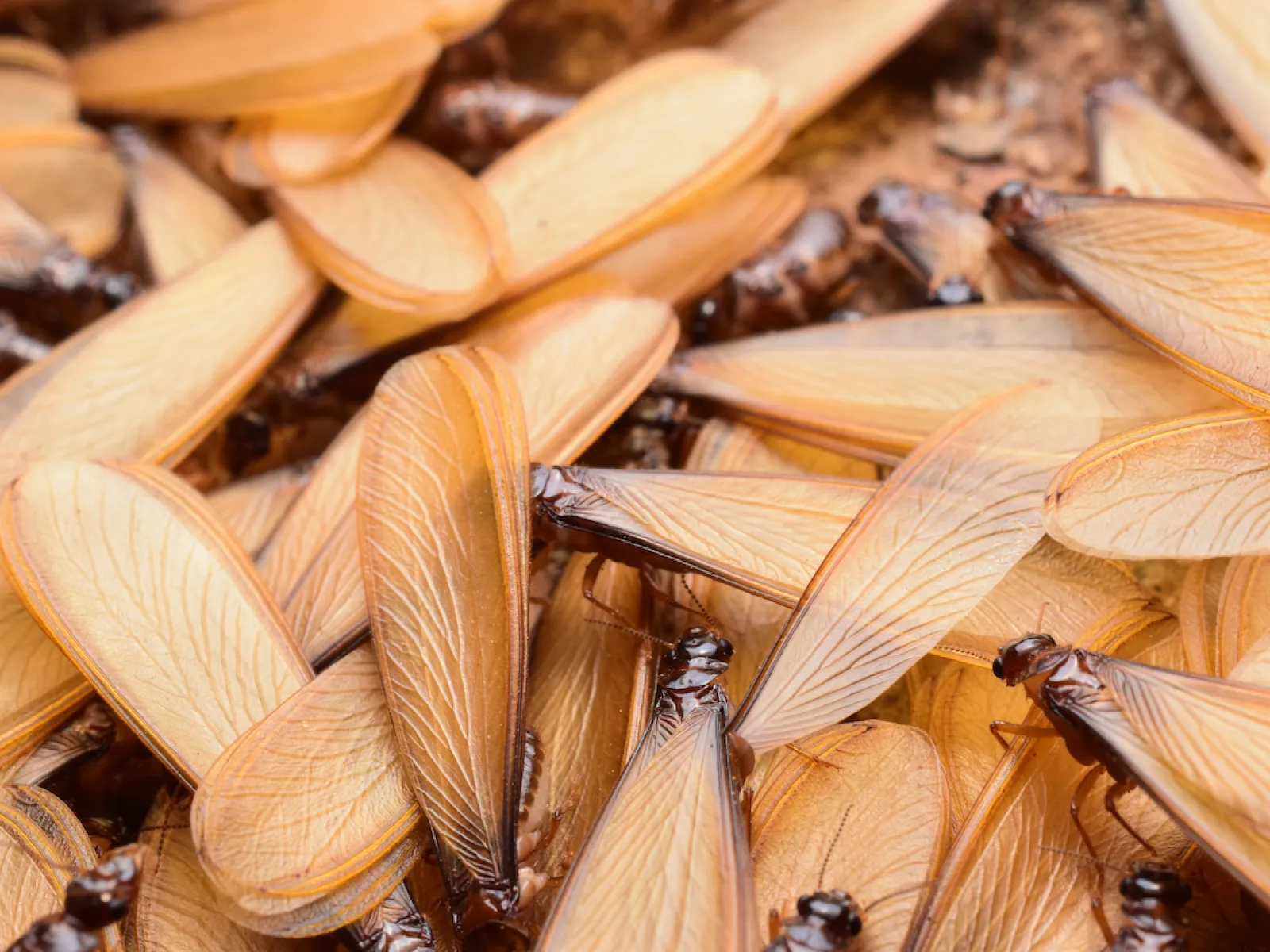 Most Common Termites in the South | Palmetto Exterminators