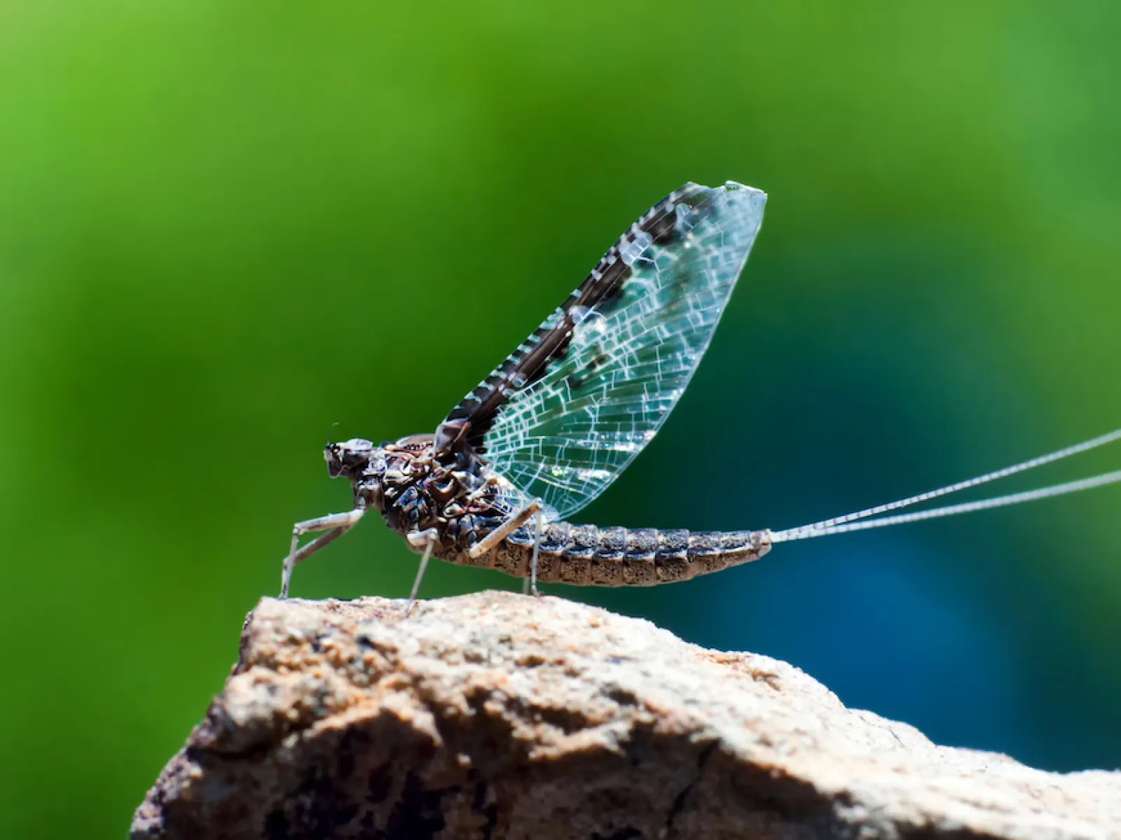 Mayflies: Friend or Foe? | Palmetto Exterminators