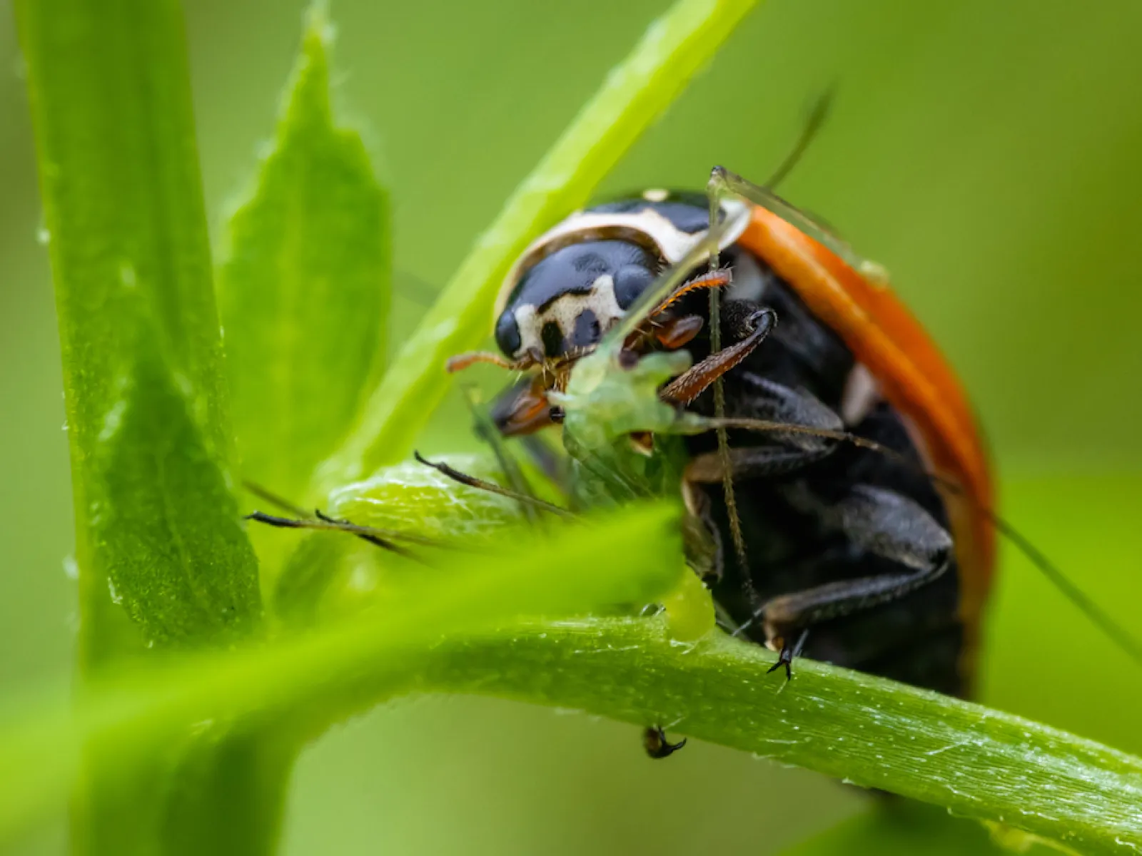 What Do Pests Eat? | Palmetto Exterminators
