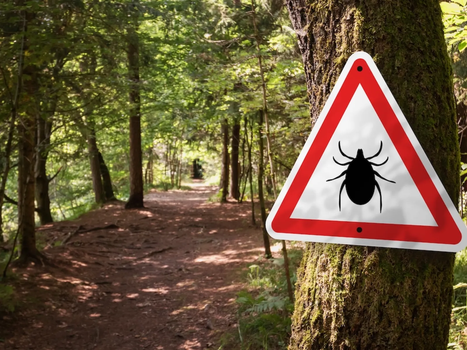 Most Common Summer Bugs | Palmetto Exterminators