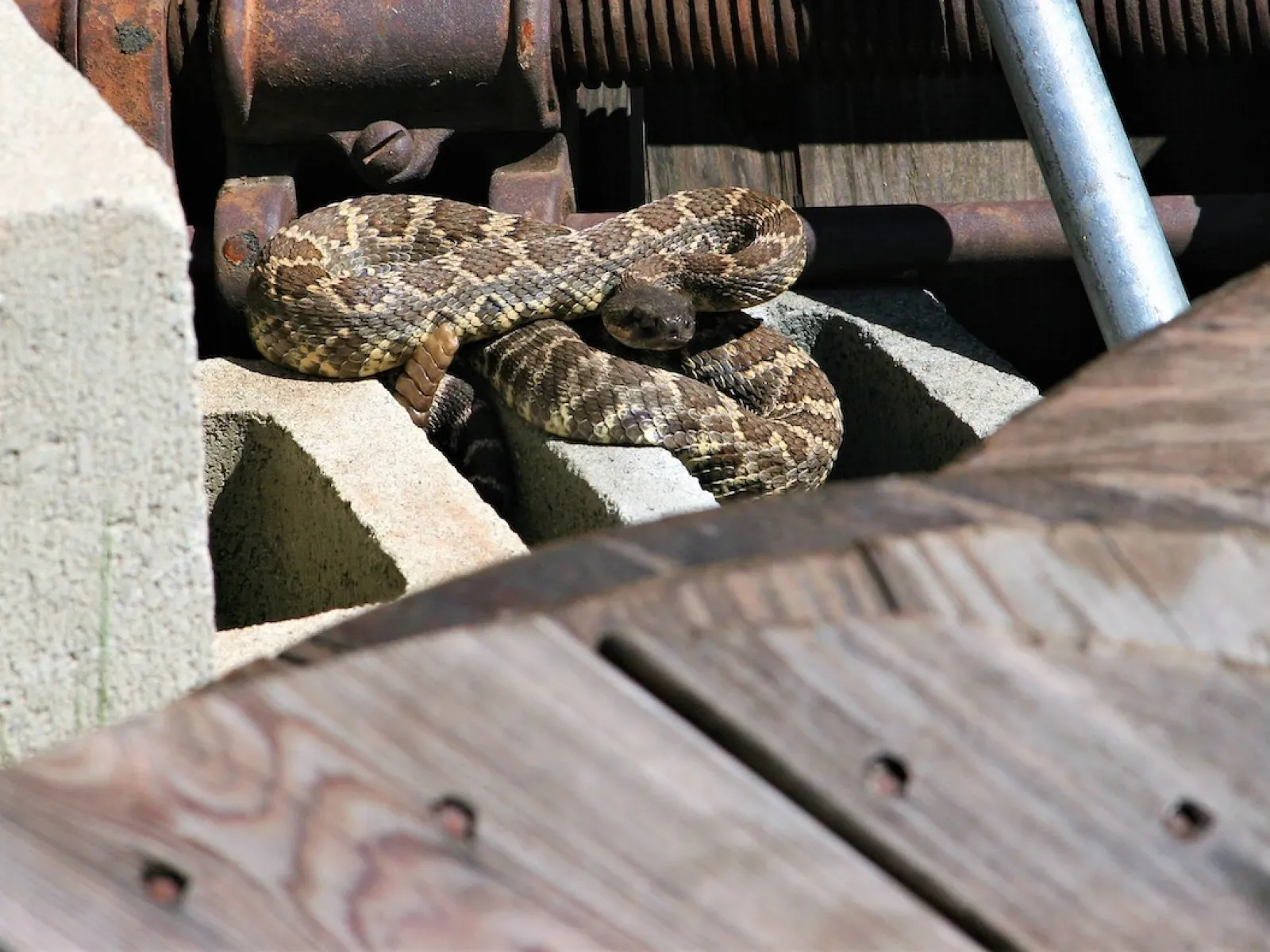 Keep Snakes Out of Your Yard & Home | Palmetto Exterminators