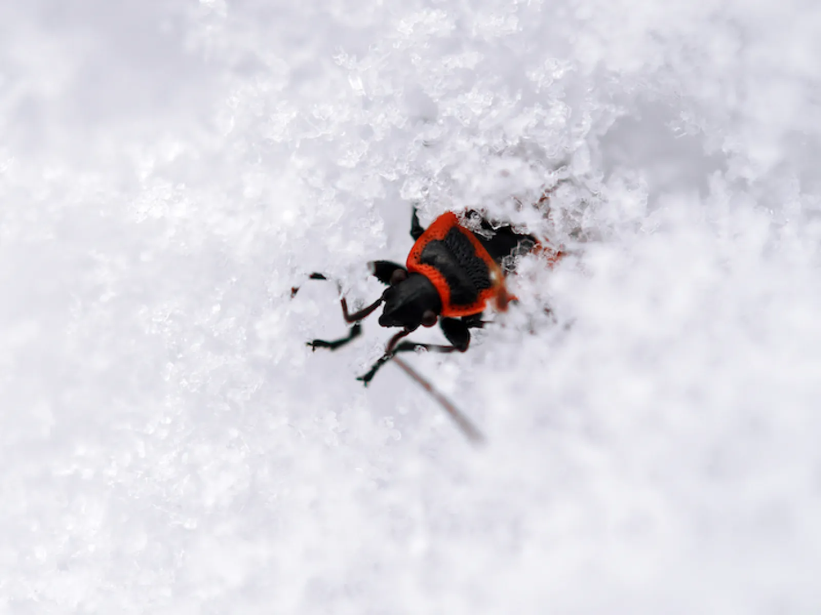 Cold Weather Prep for Winter Bugs | Palmetto Exterminators