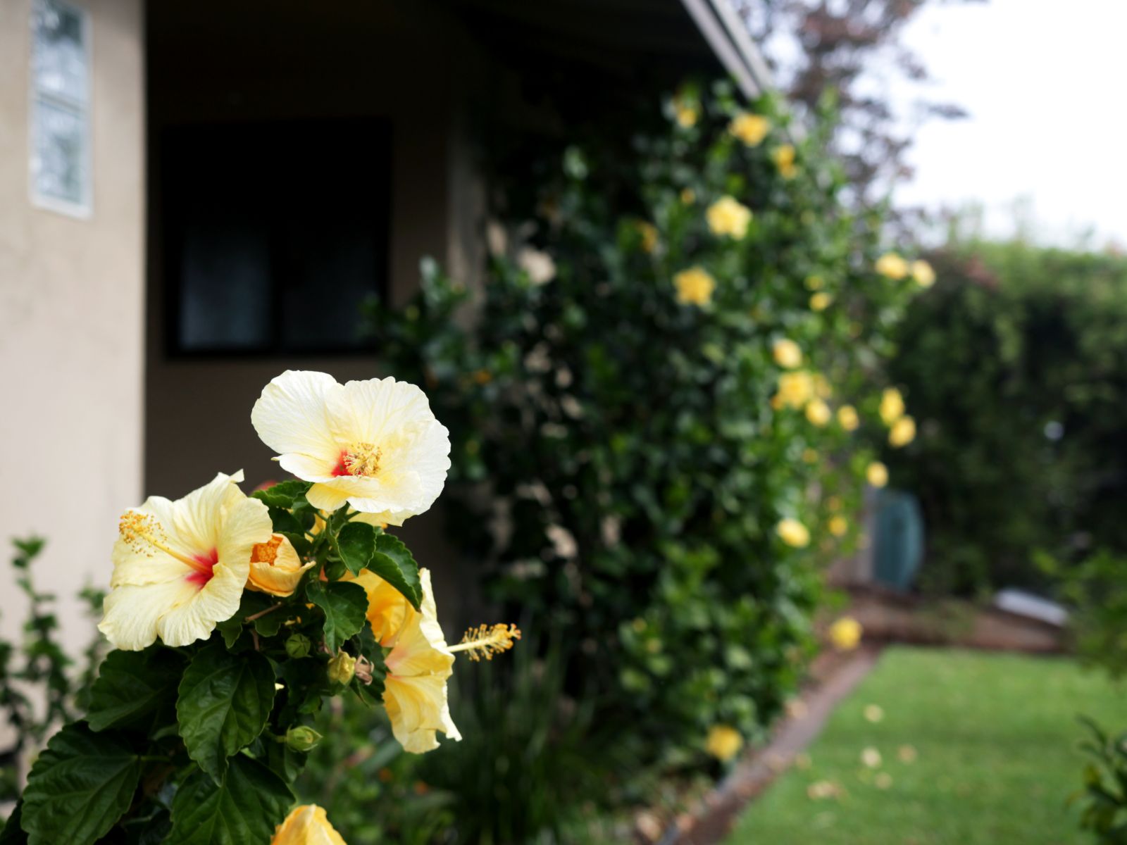 Armstrong Garden Center & Landscape Design Morena - San Diego, CA ...