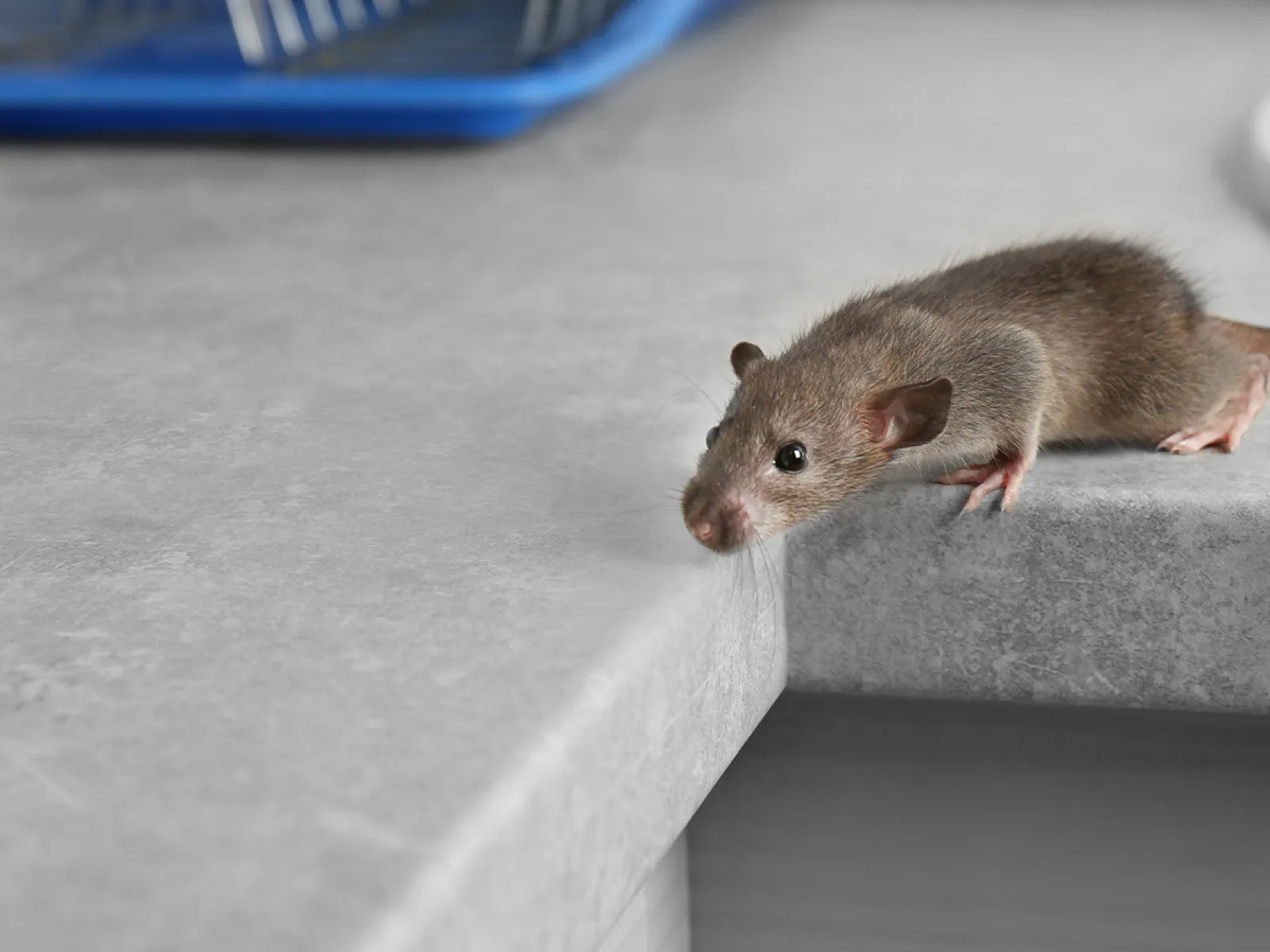 Expert Rodent Control Seattle | Rodent Guard