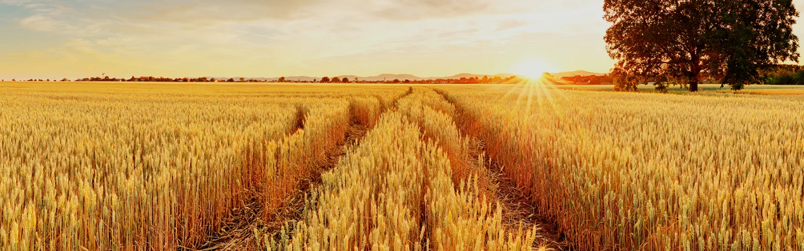 The Performance Trust Team | Performance Trust