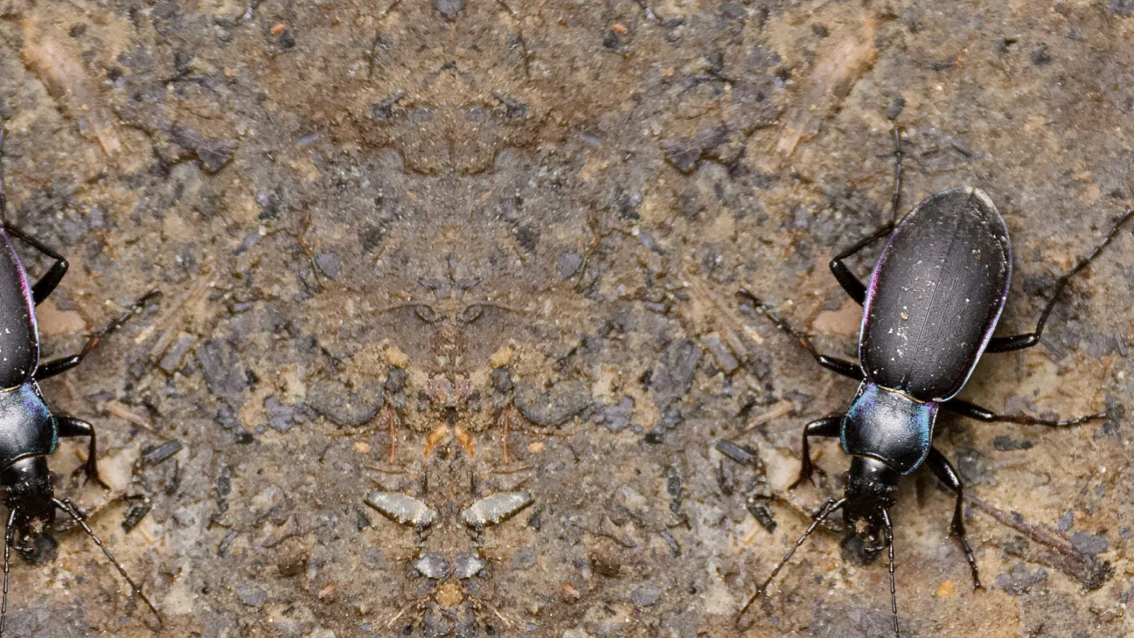 Ground Beetle | Pest Control Library | Ozane Termite & Pest Control