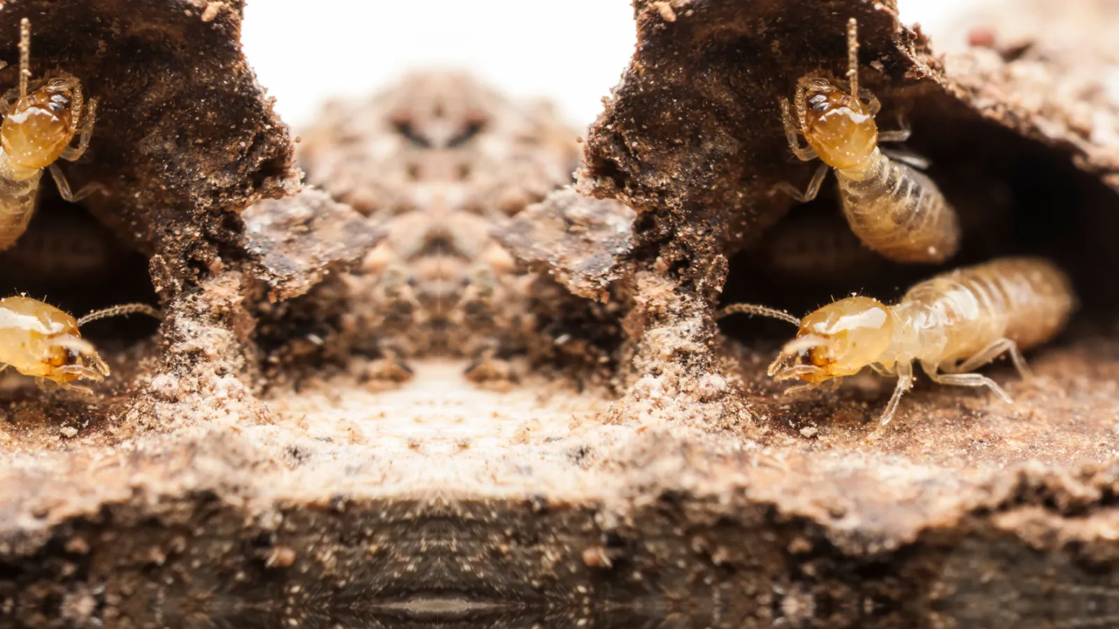 Termite Control | Ozane | Ozane Termite & Pest Control