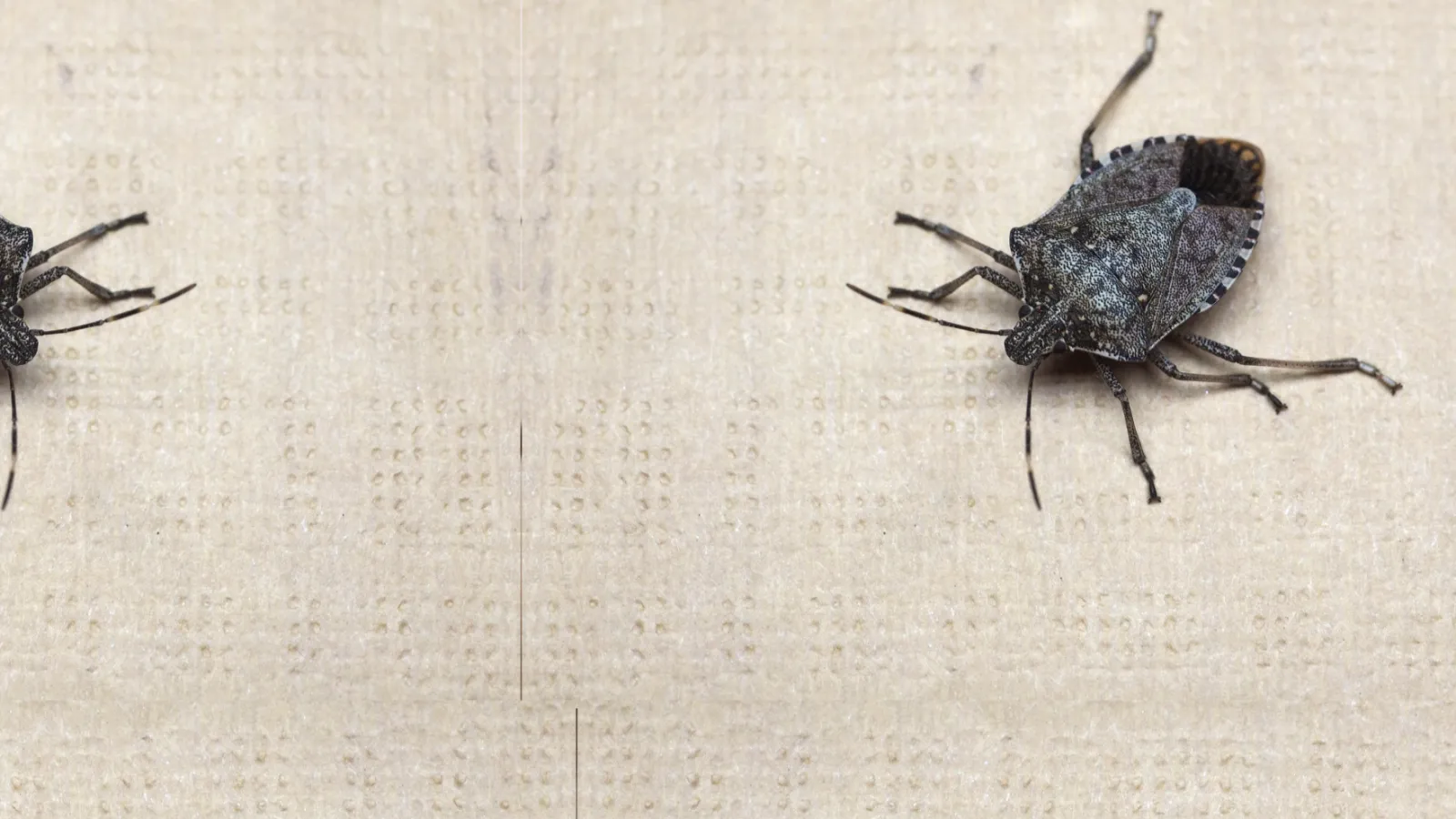 Stink Bugs | Mares Exterminating