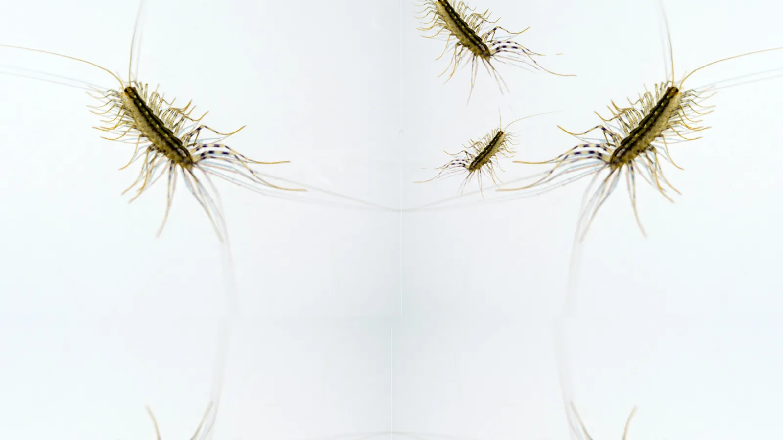 Centipedes | Mares Exterminating