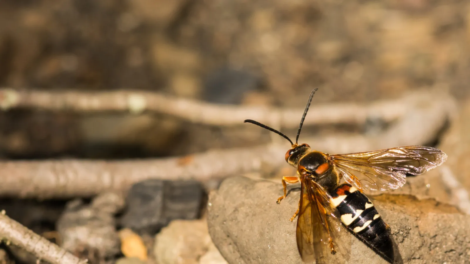 Cicada Killers Pestnow
