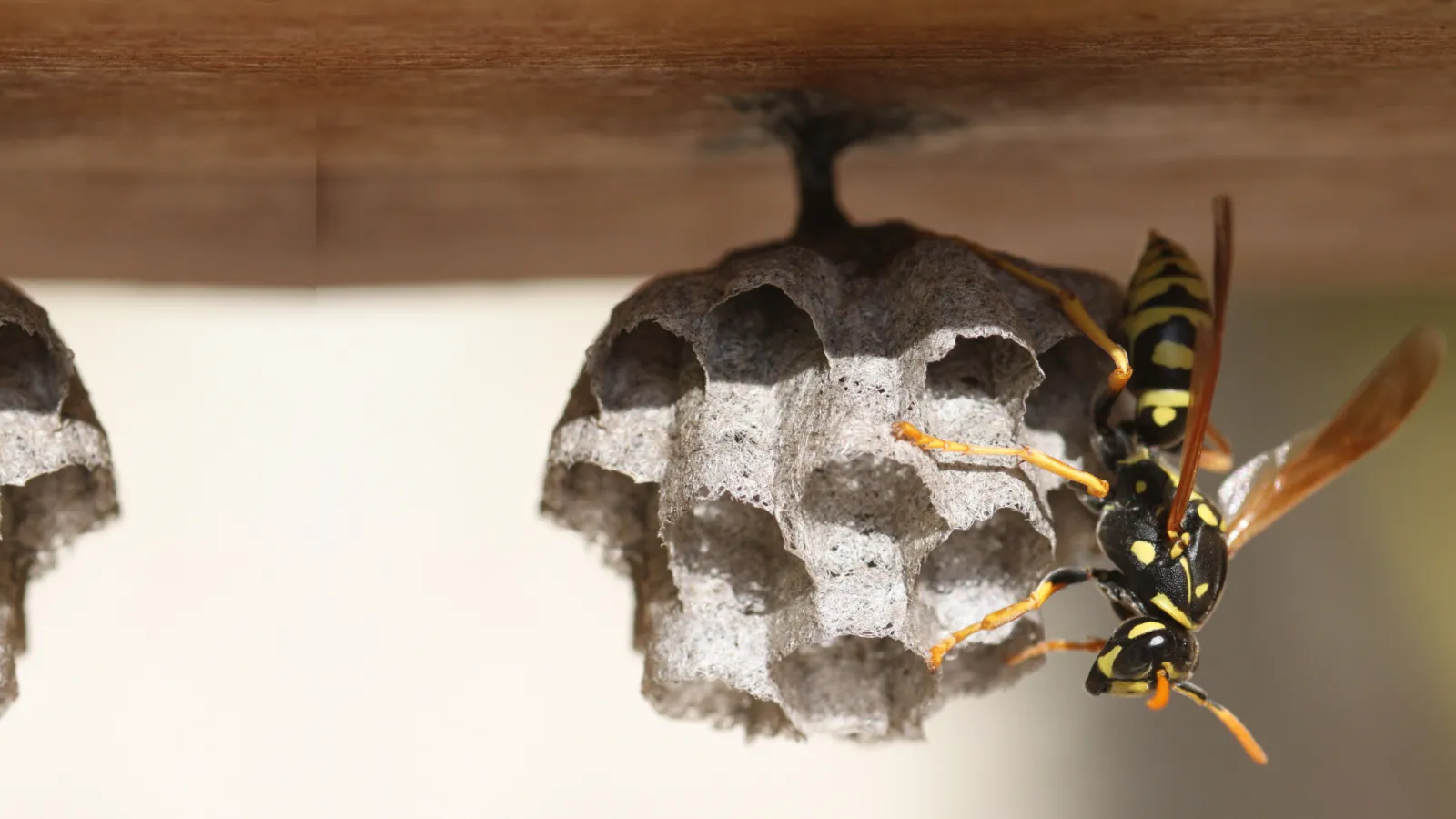 Facts About Yellow Jackets | Ozane Termite & Pest Control