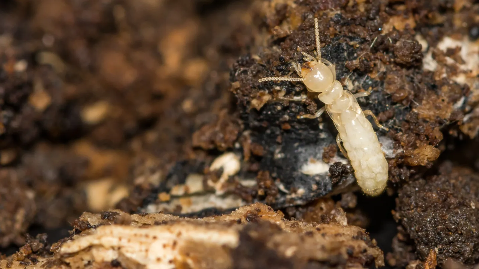 Eastern Subterranean Termite | Palmetto Exterminators