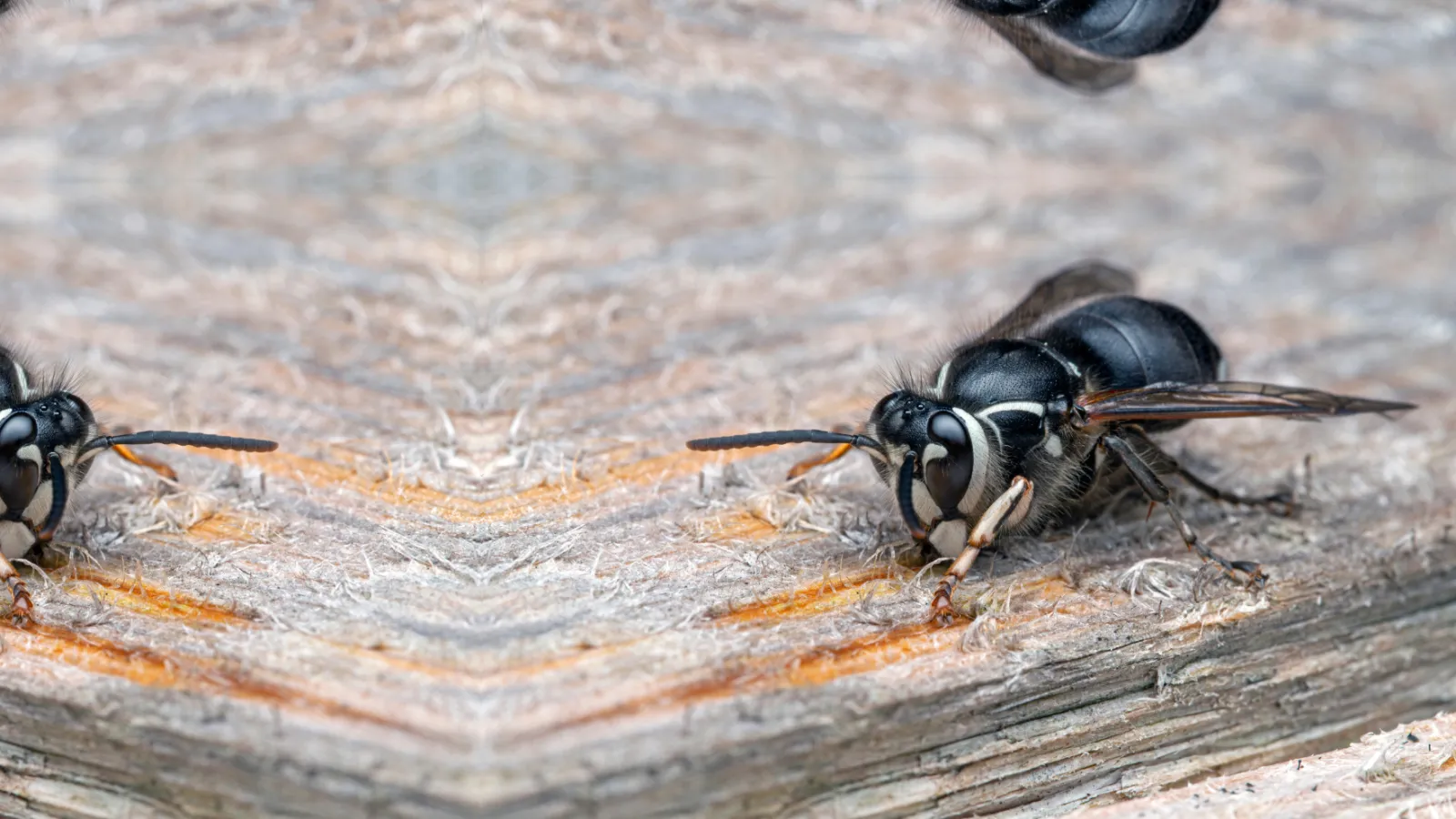 Pest Library | Bald-Faced Hornets | Ozane Termite & Pest Control