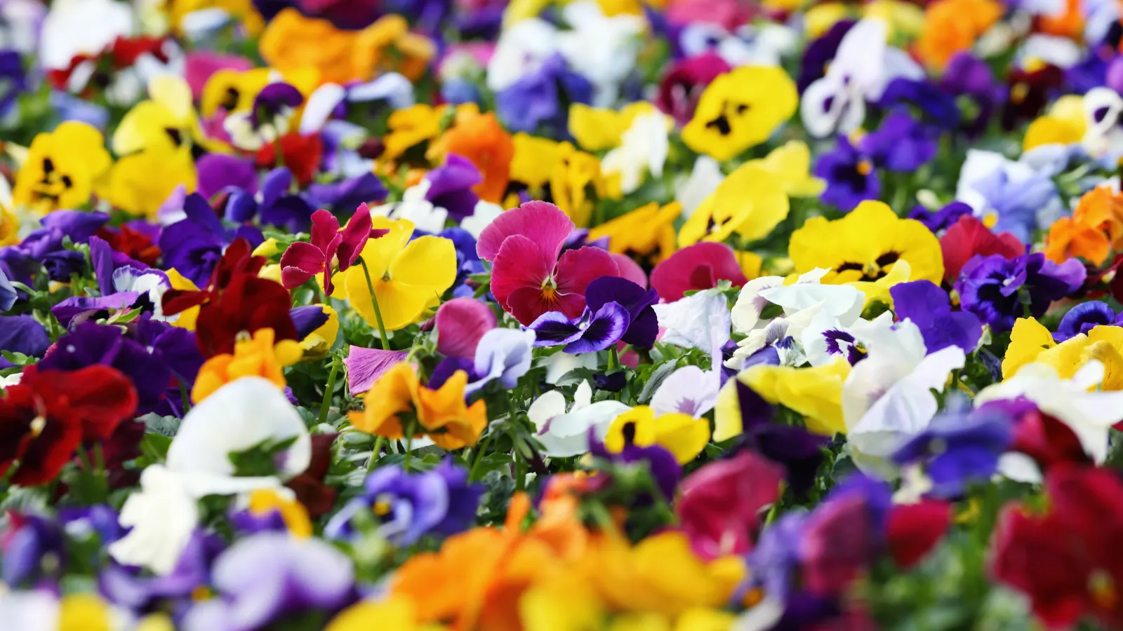 Garden & Plant Nursery | Landscape Design & Installation | Pike Nurseries