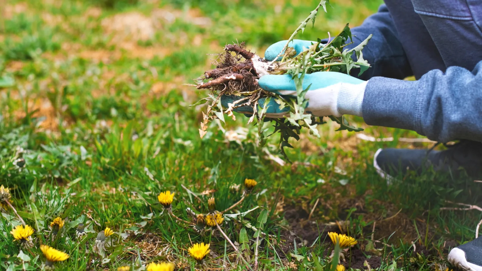 Effective Rodent Control Services in Seattle, WA | Rodent Guard