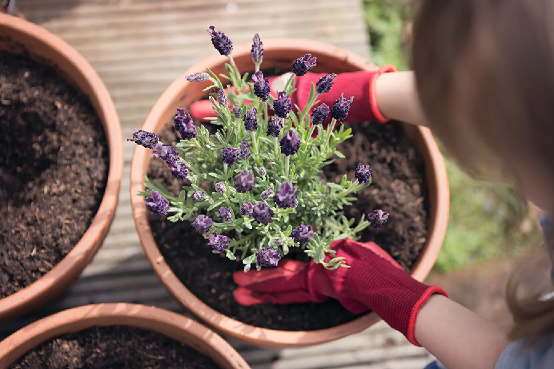Growing Lavender | Armstrong Garden Centers