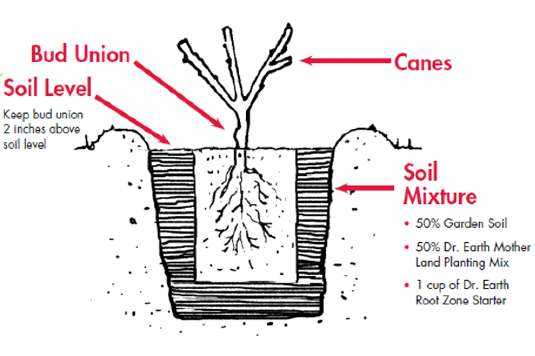 6 Easy Steps to Plant Container Roses DIY | Armstrong Garden Centers
