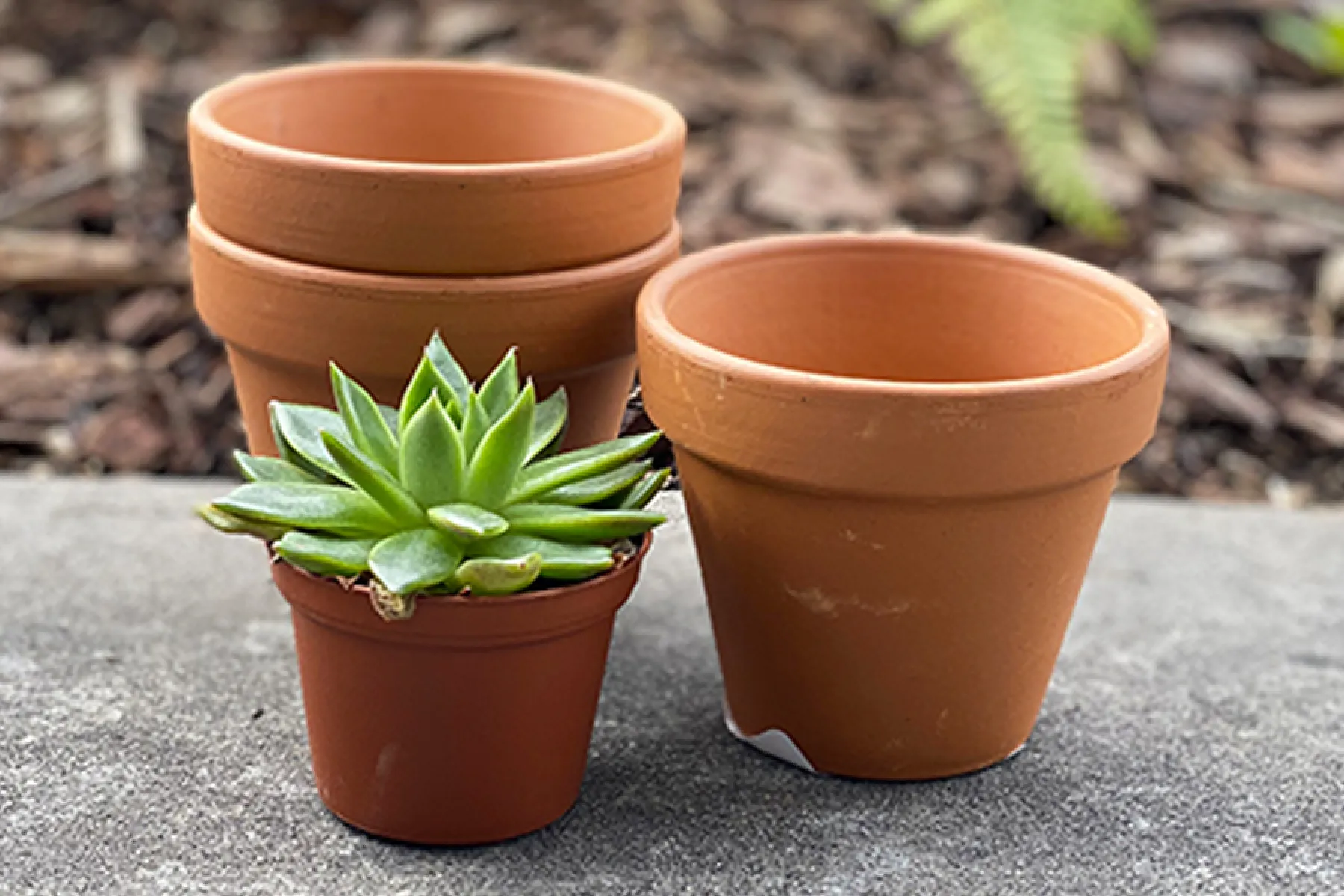 Painted Terracotta Pots | Pike Nurseries