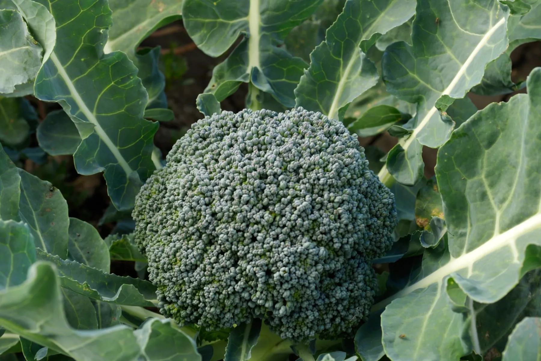 Garden To Table How-To | Pike Nurseries