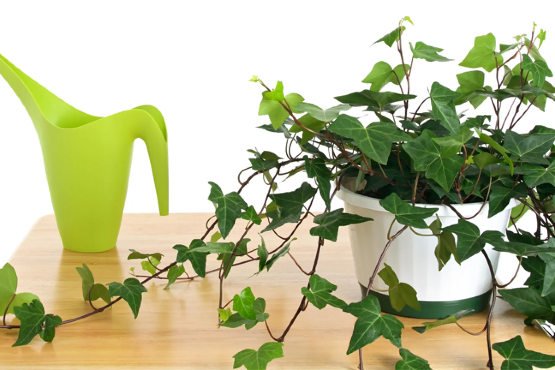 Choosing The Right Houseplants DIY | Pike Nurseries