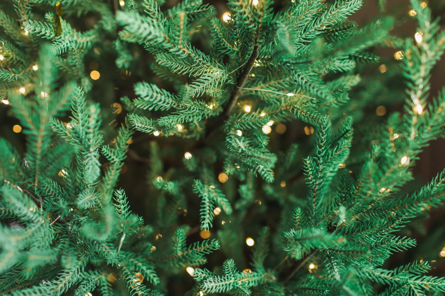 Garden Guides | Pike Nurseries