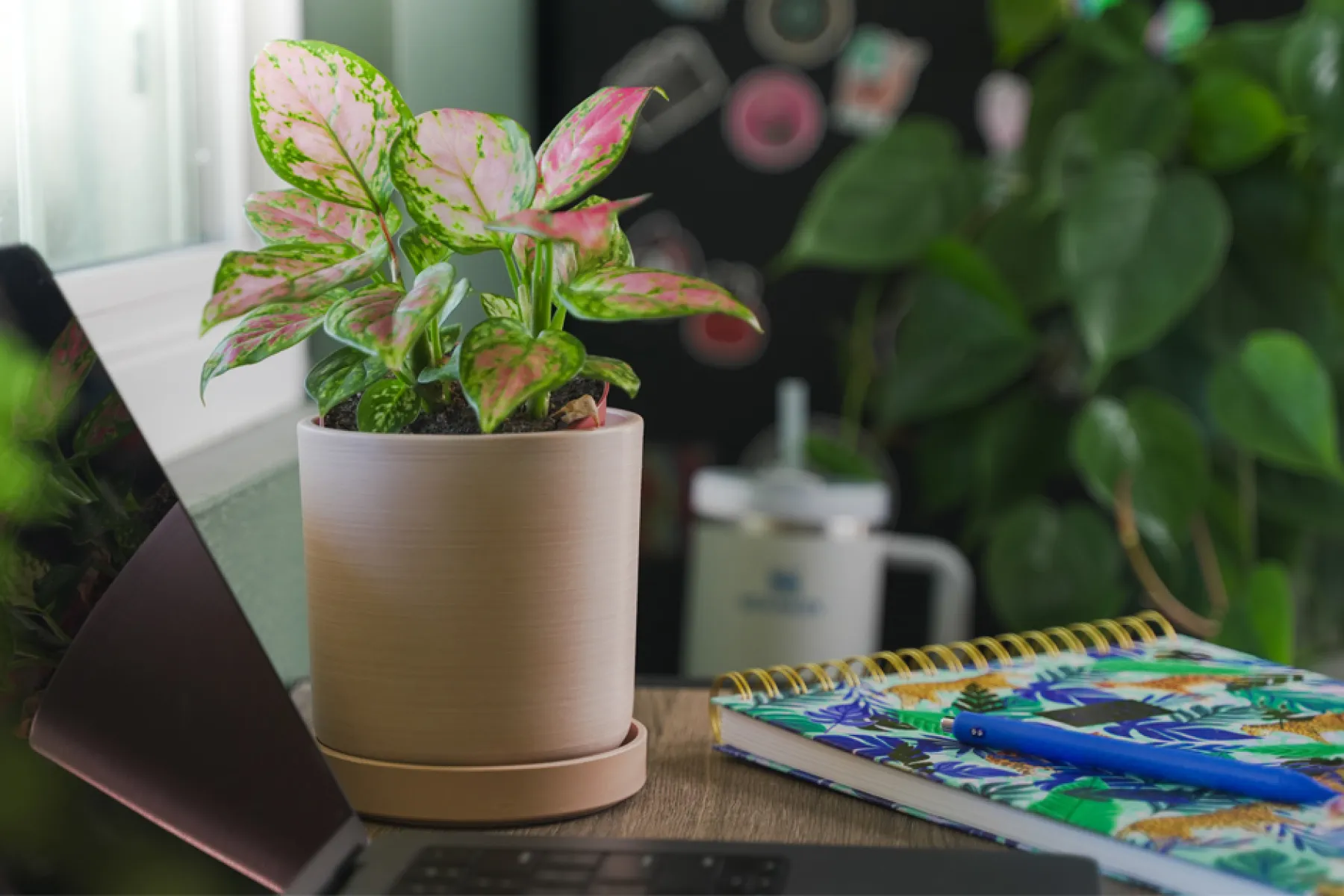 Houseplants | Pike Nurseries