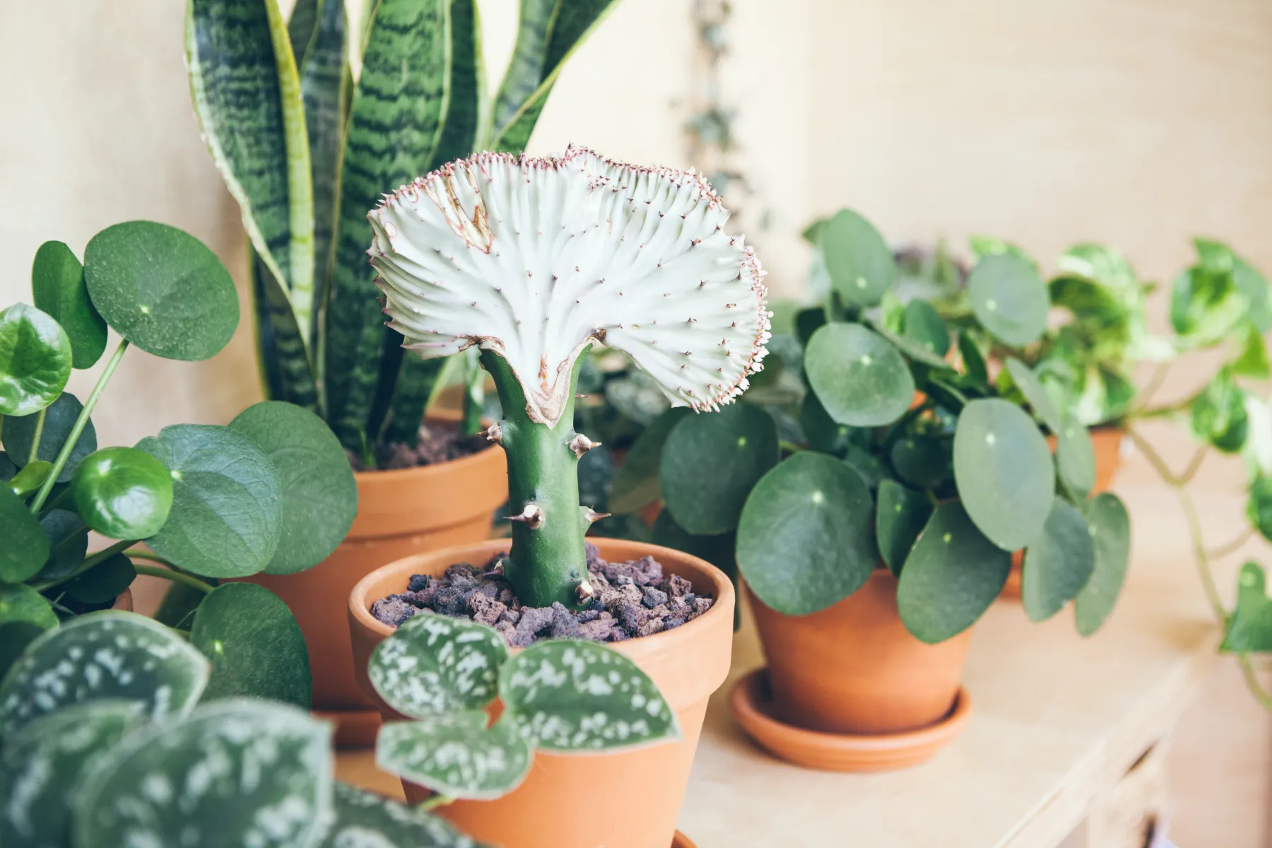 Choosing The Right Houseplants DIY | Pike Nurseries