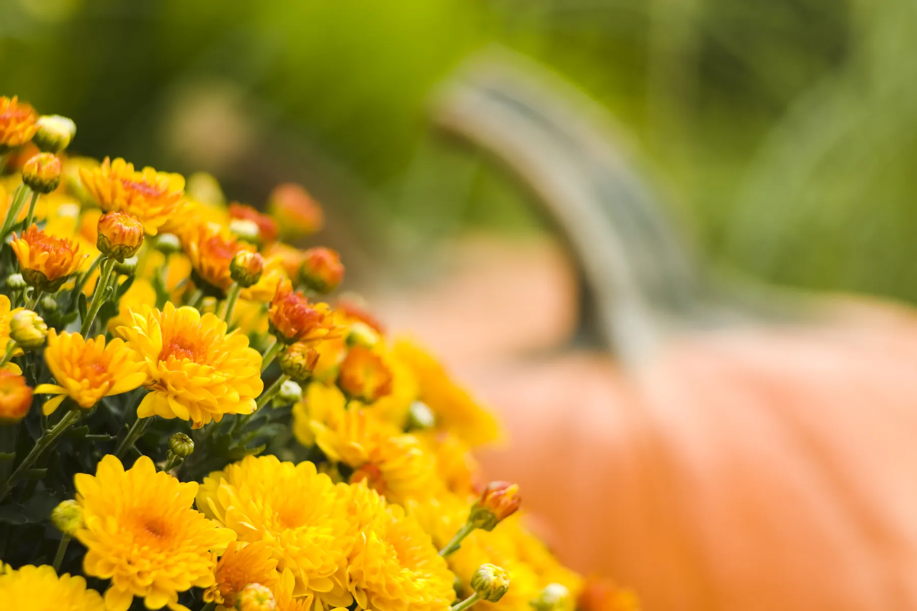 This Month In The Garden | Pike Nurseries
