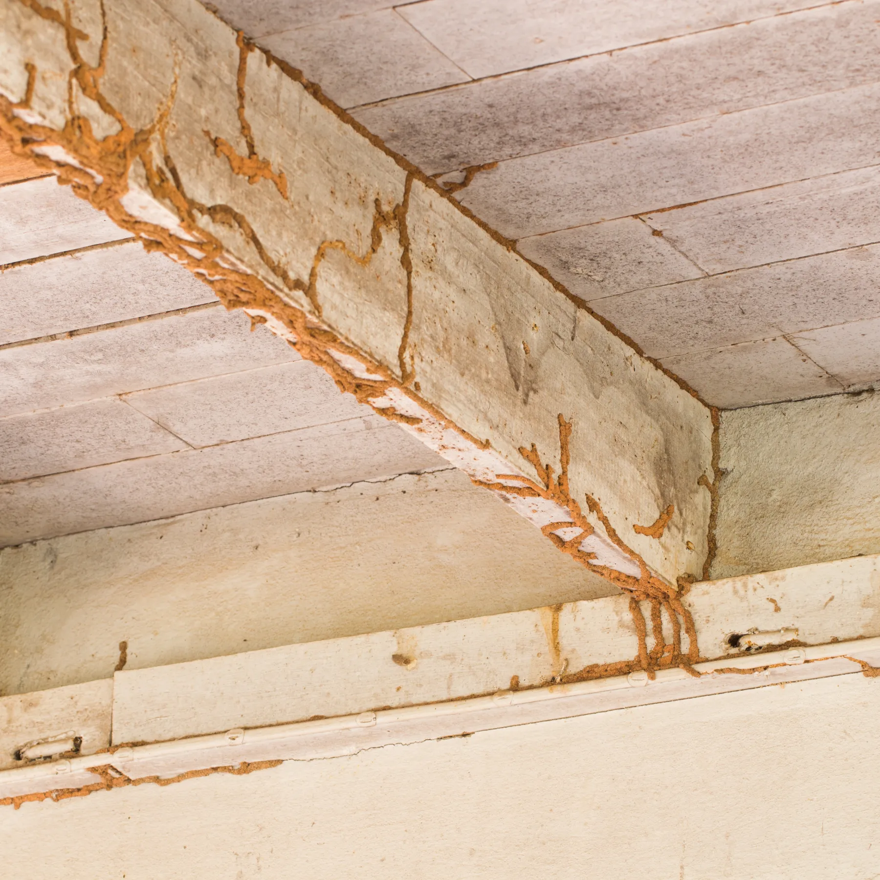 Atlanta, GA | Pest Control Services | Team Pest USA
