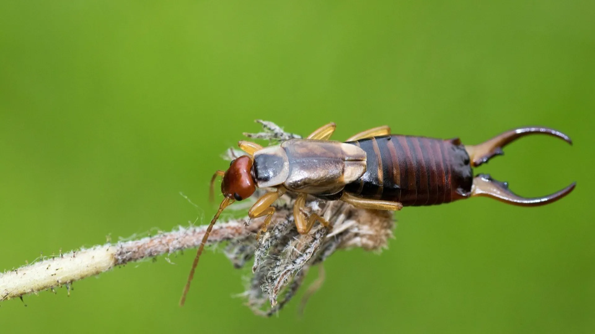 Earwig Control | RIDD Pest Control