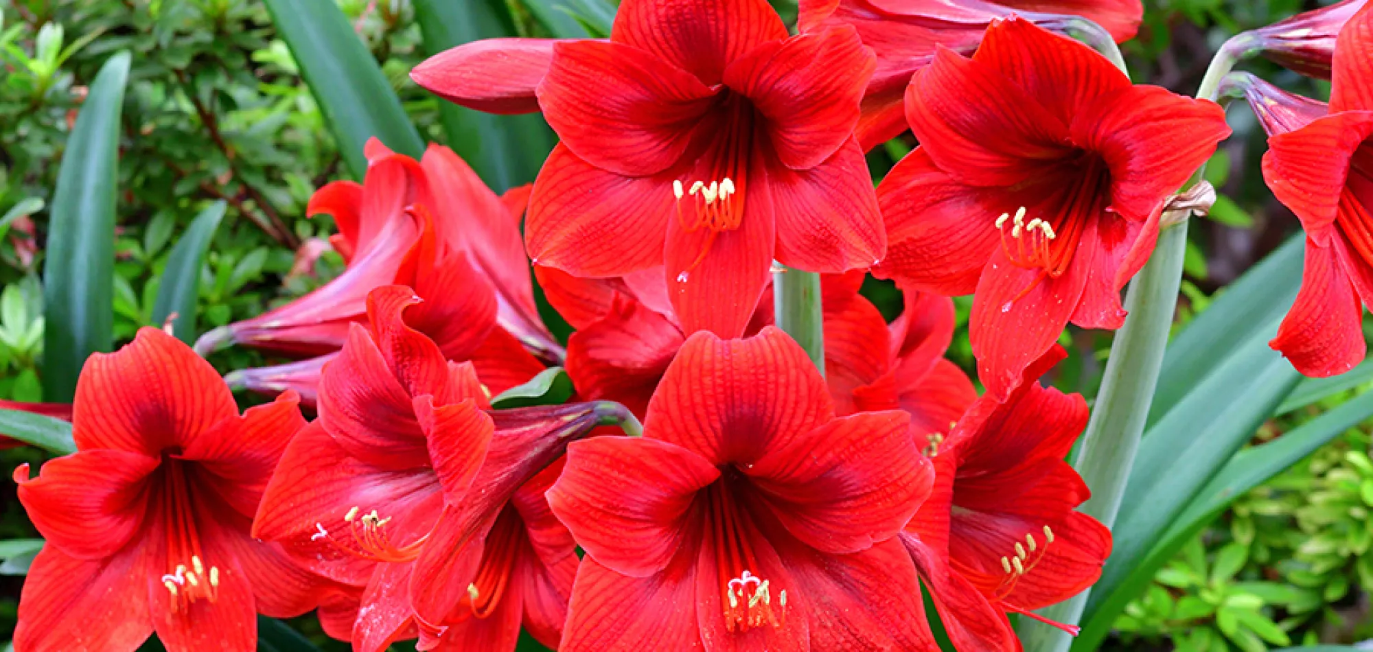 November Lawn & Garden Tips | Armstrong Garden Centers