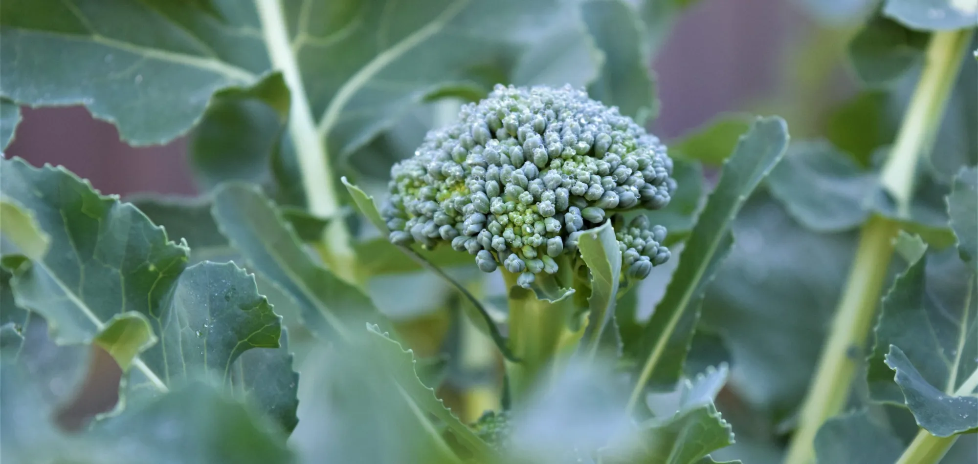 Fall Planting Guide | Pike Nurseries