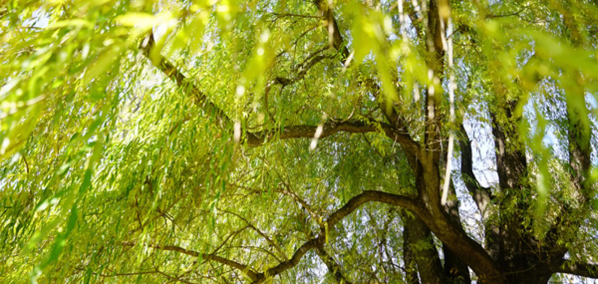 2020 Trends - Multi-Use | Pike Nurseries