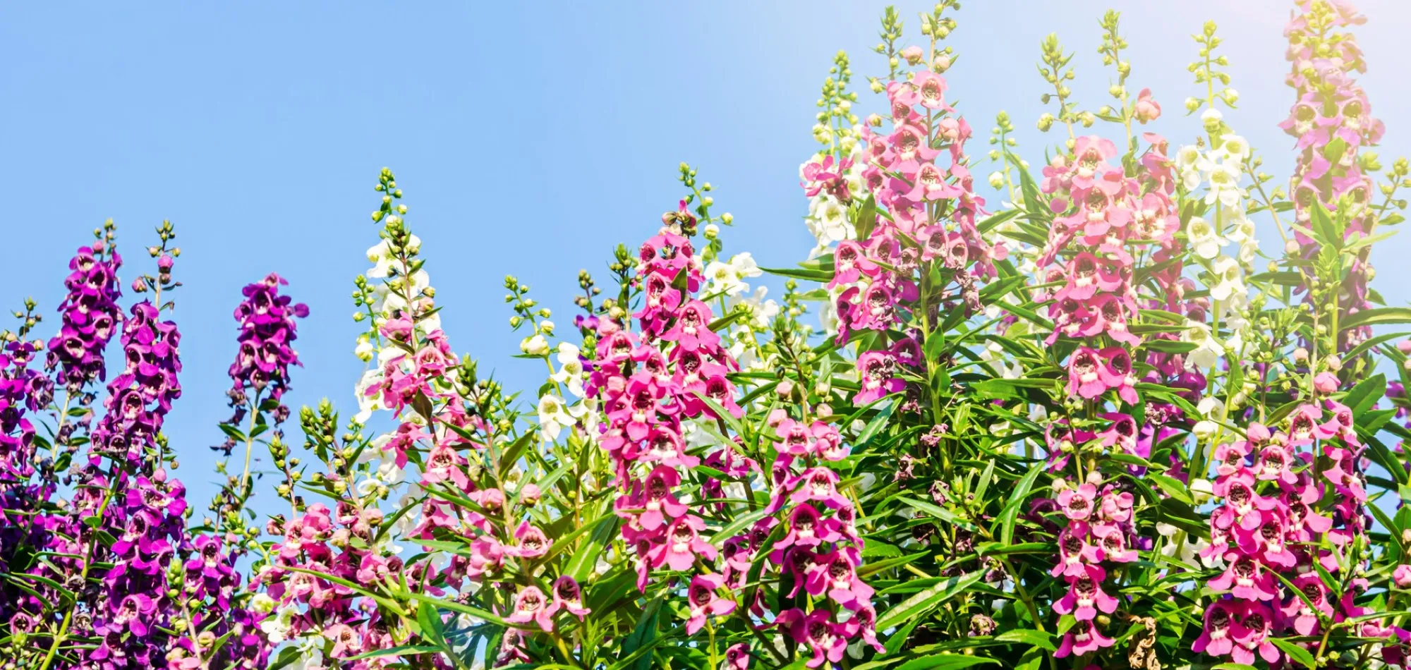 Gardening for Beginners | Pike Nurseries