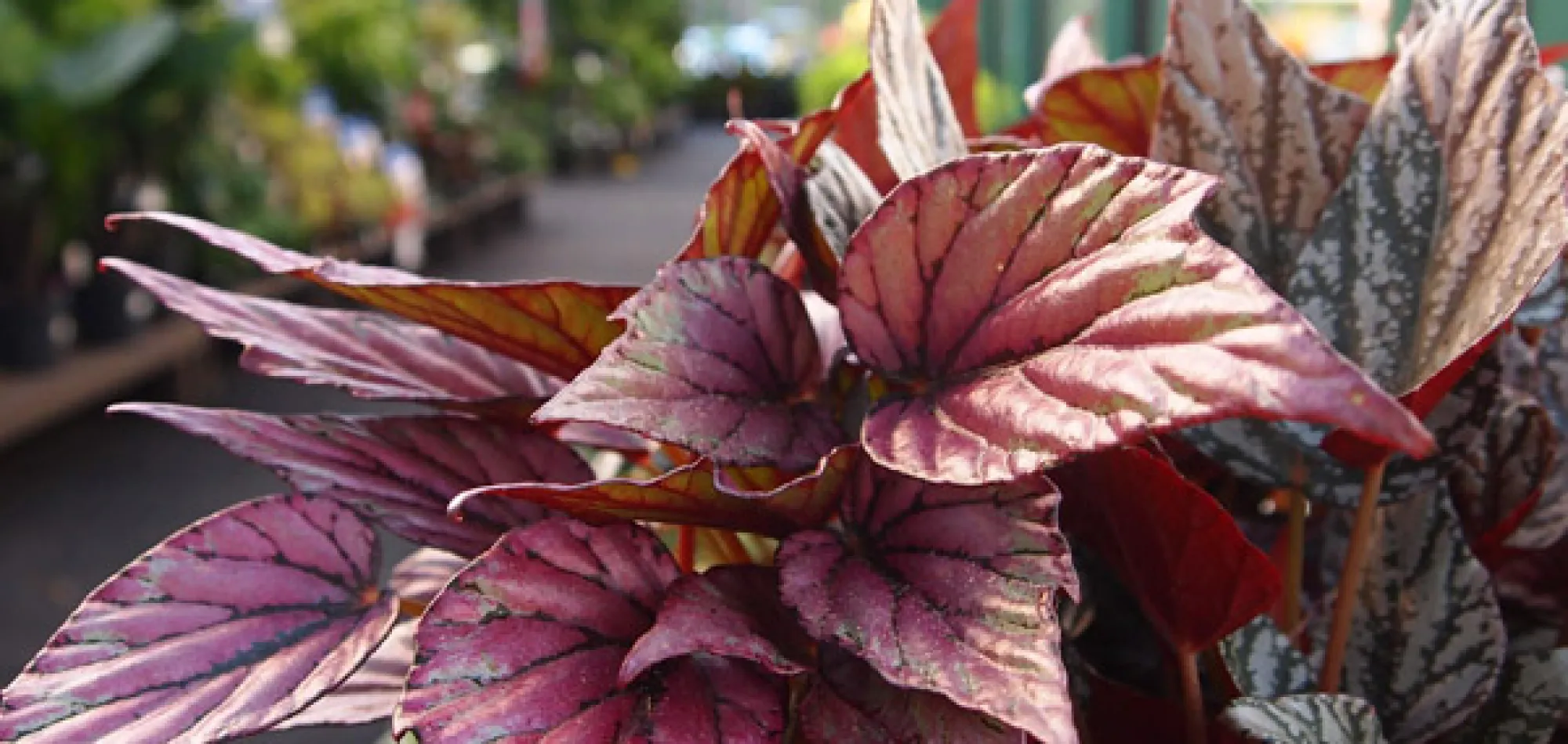 2020 Trends - Houseplants | Pike Nurseries