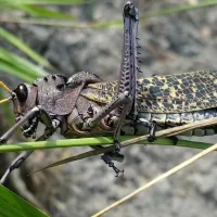 America's Pest Prevention Team | Team Pest USA