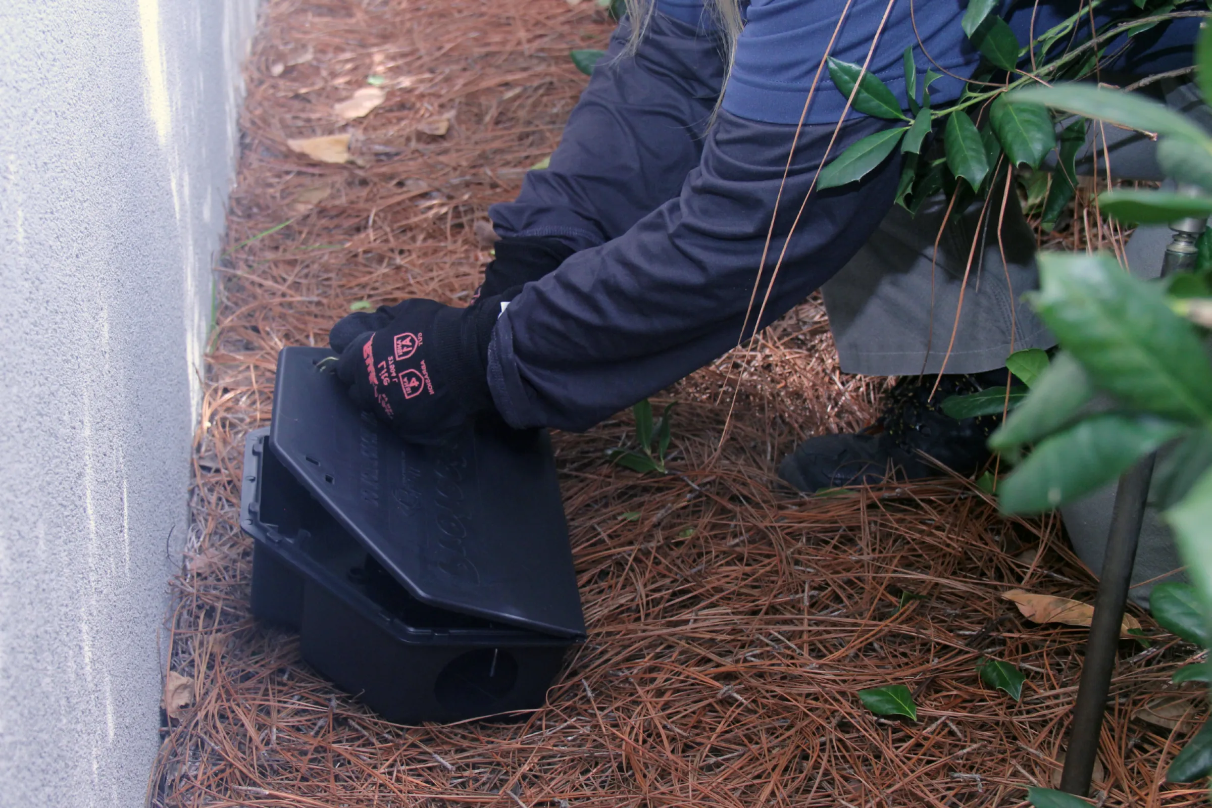 Pest Control | Mares Exterminating