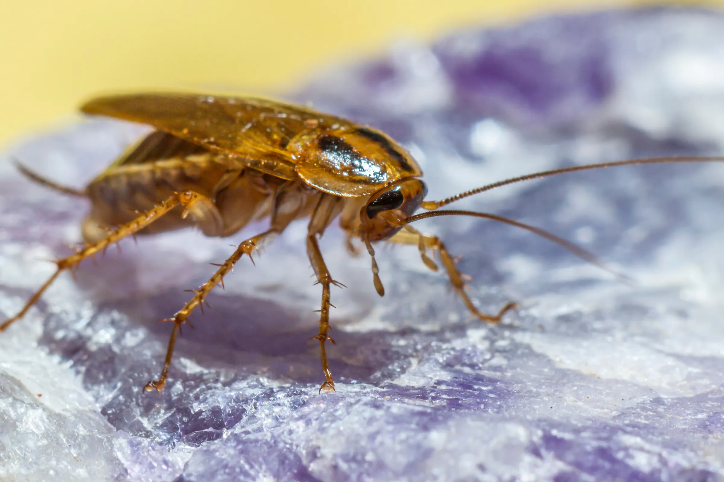 Ozane Termite & Pest Control Services | Special Pests | Ozane Termite ...