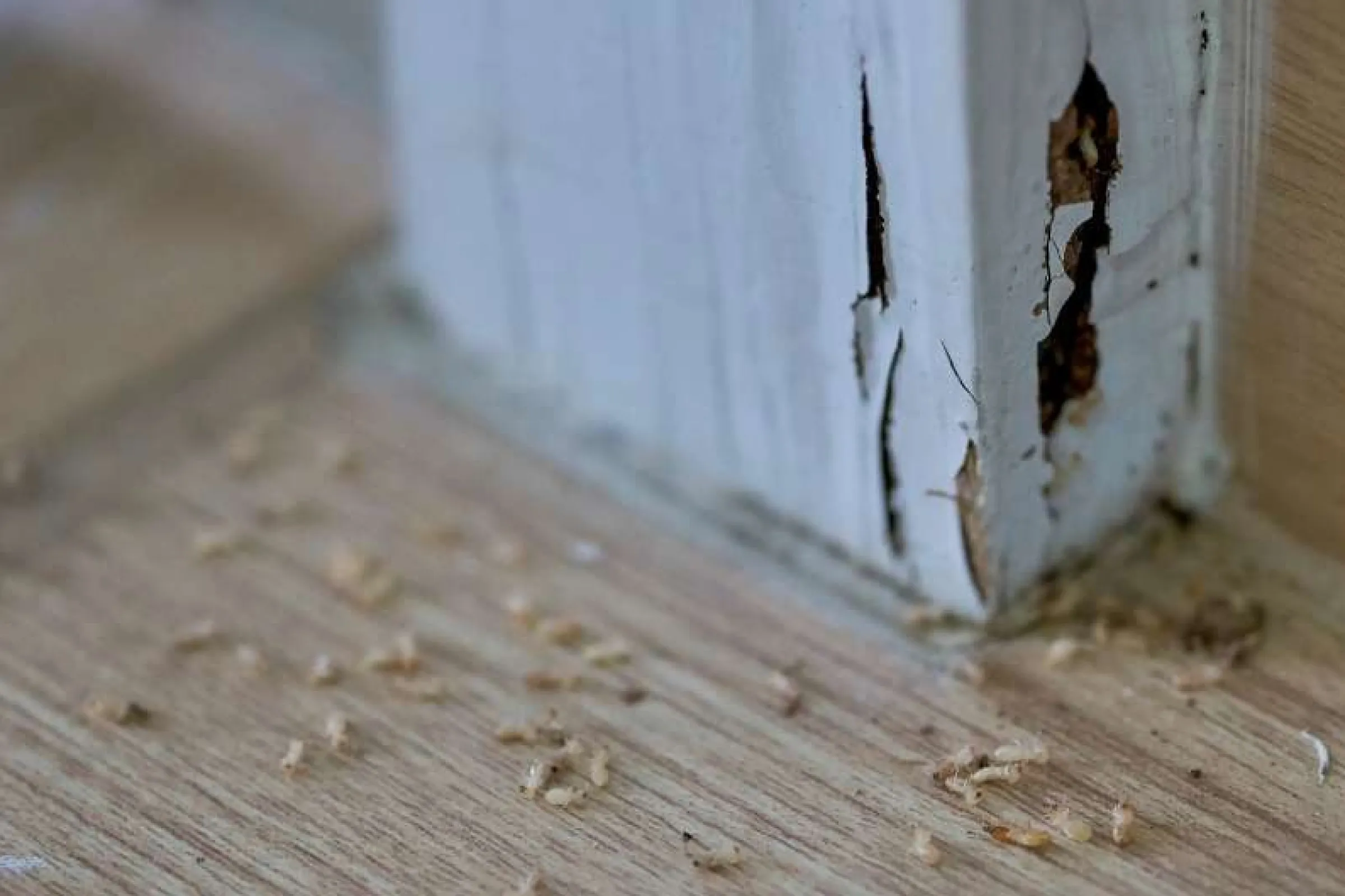 Effective Termite Protection in Savannah, GA | Palmetto Exterminators