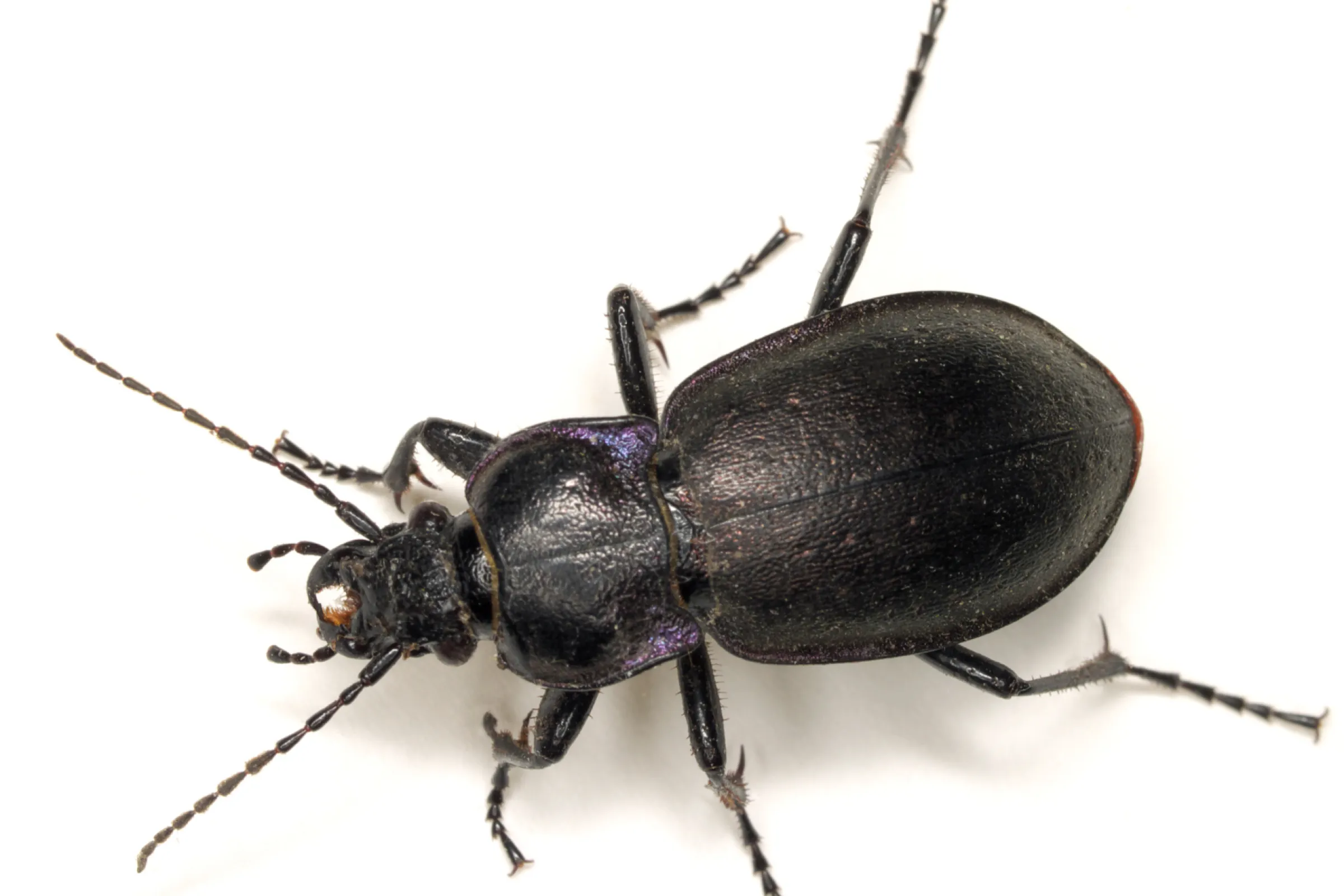 Pest Control DC | PestNow | PestNow