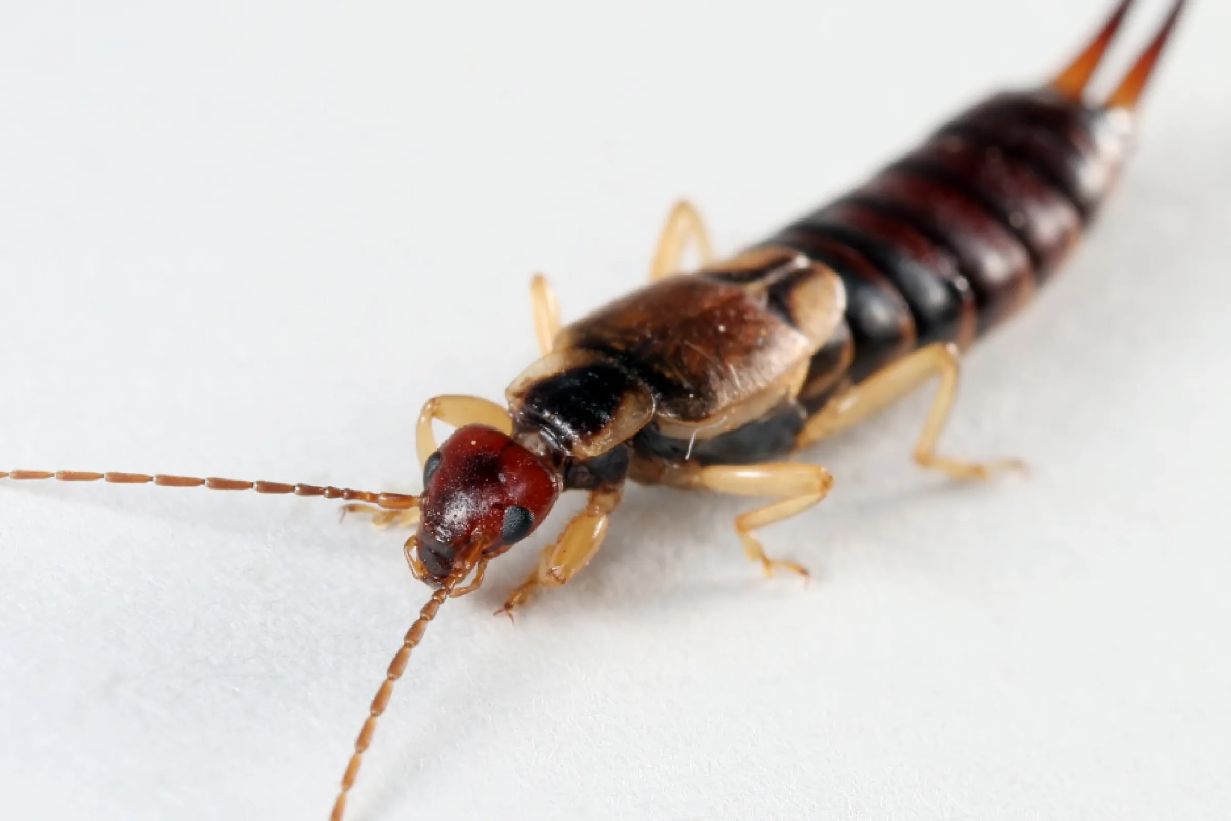 Pest Control Greenville, SC | Palmetto Exterminators