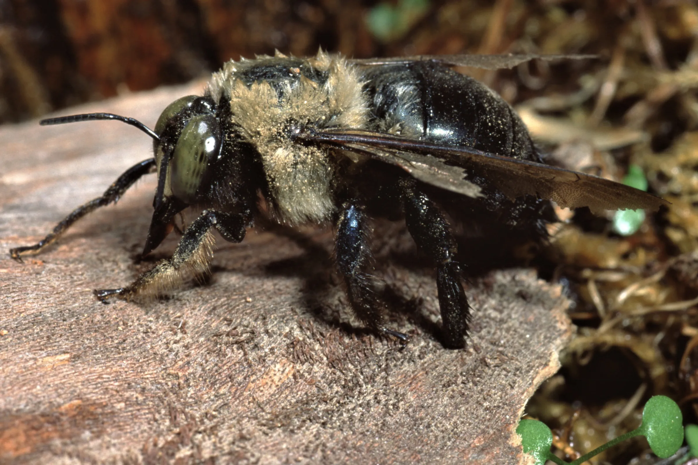 Special Pest Services | Mares Exterminating