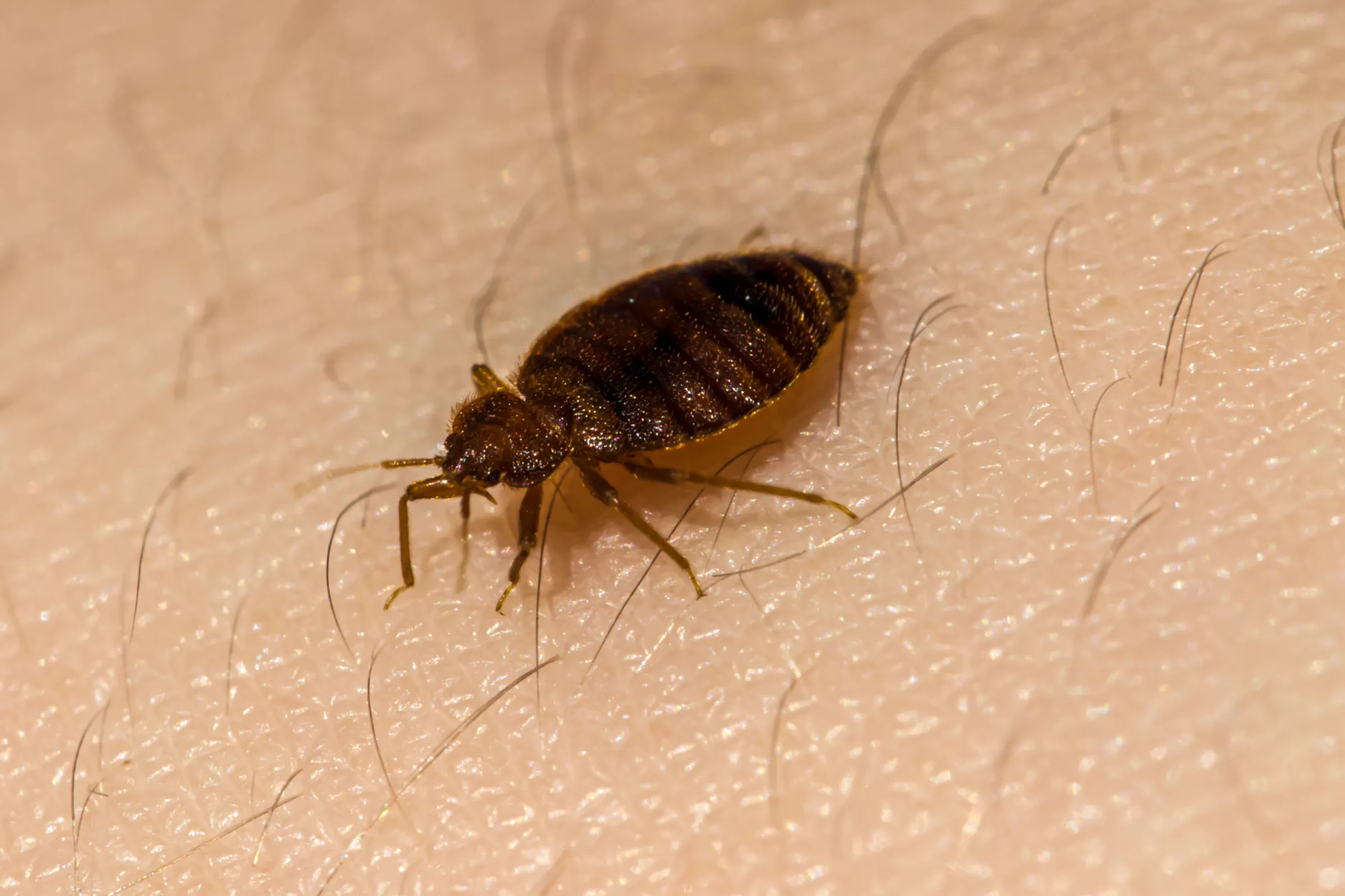 Ozane Termite & Pest Control Services | Special Pests | Ozane Termite ...