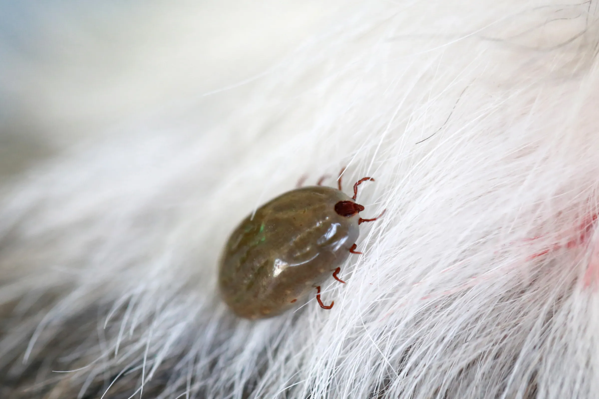 Special Pest Services | Mares Exterminating