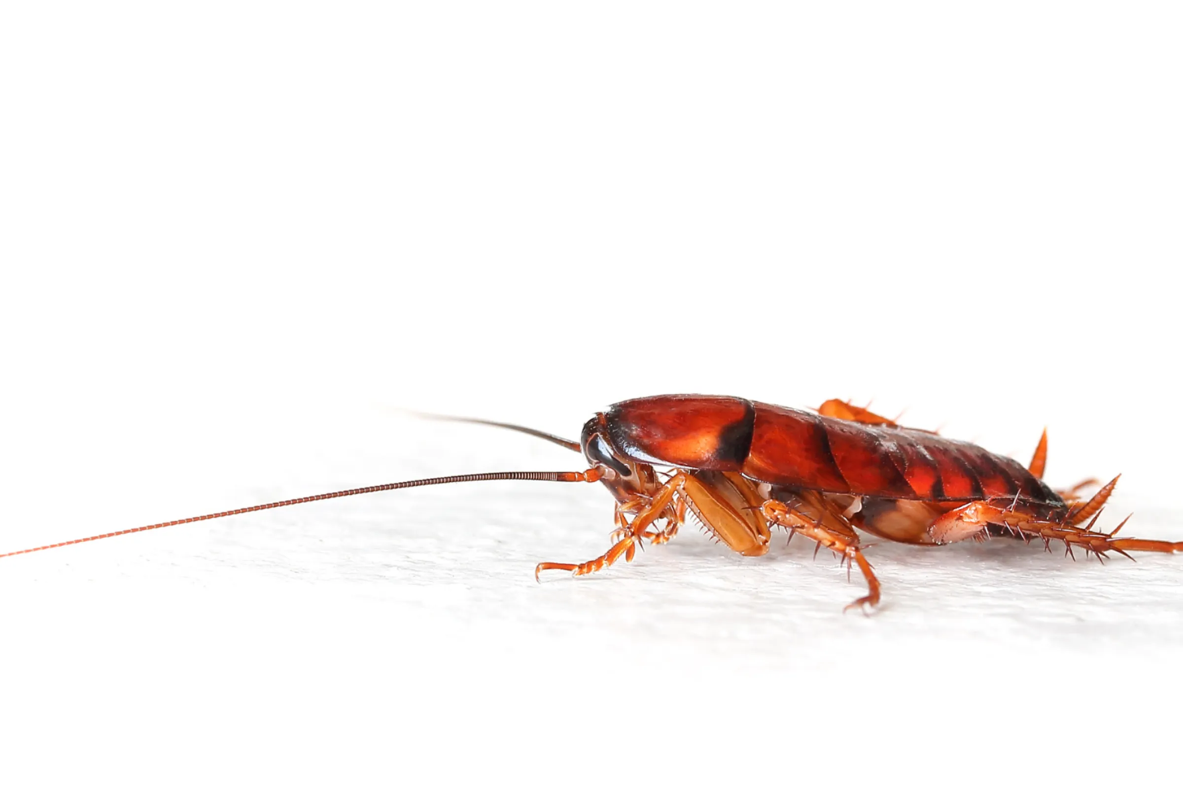 Pest Control Lexington | Palmetto Exterminators | Palmetto Exterminators